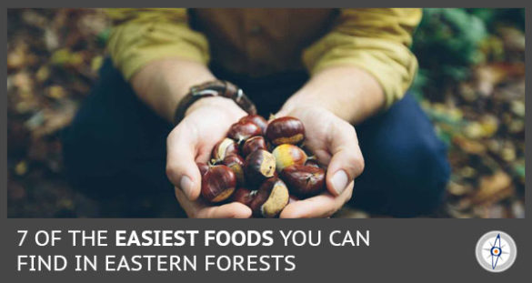 7 of the Easiest Foods You Can Find in Eastern Forests - Survival Dispatch