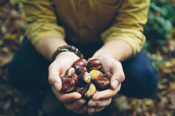 How to Build Primitive Traps - Survival Dispatch