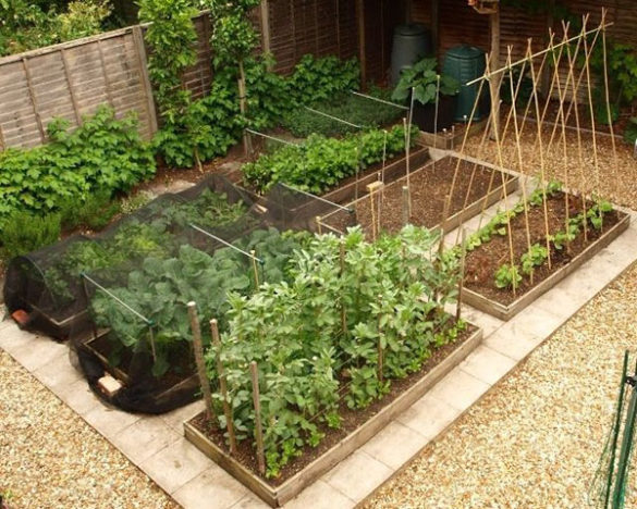 Large Scale Gardening Tips for Preppers - Survival Dispatch