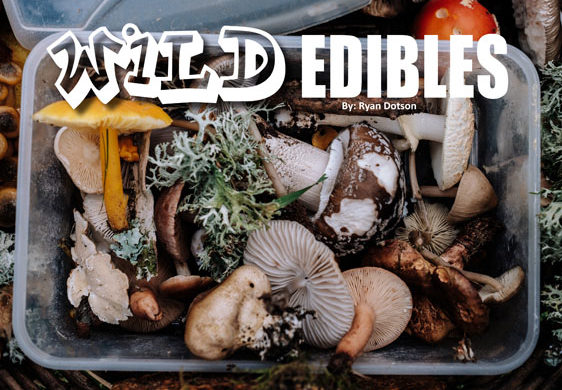 7 of the Easiest Foods You Can Find in Eastern Forests - Survival Dispatch