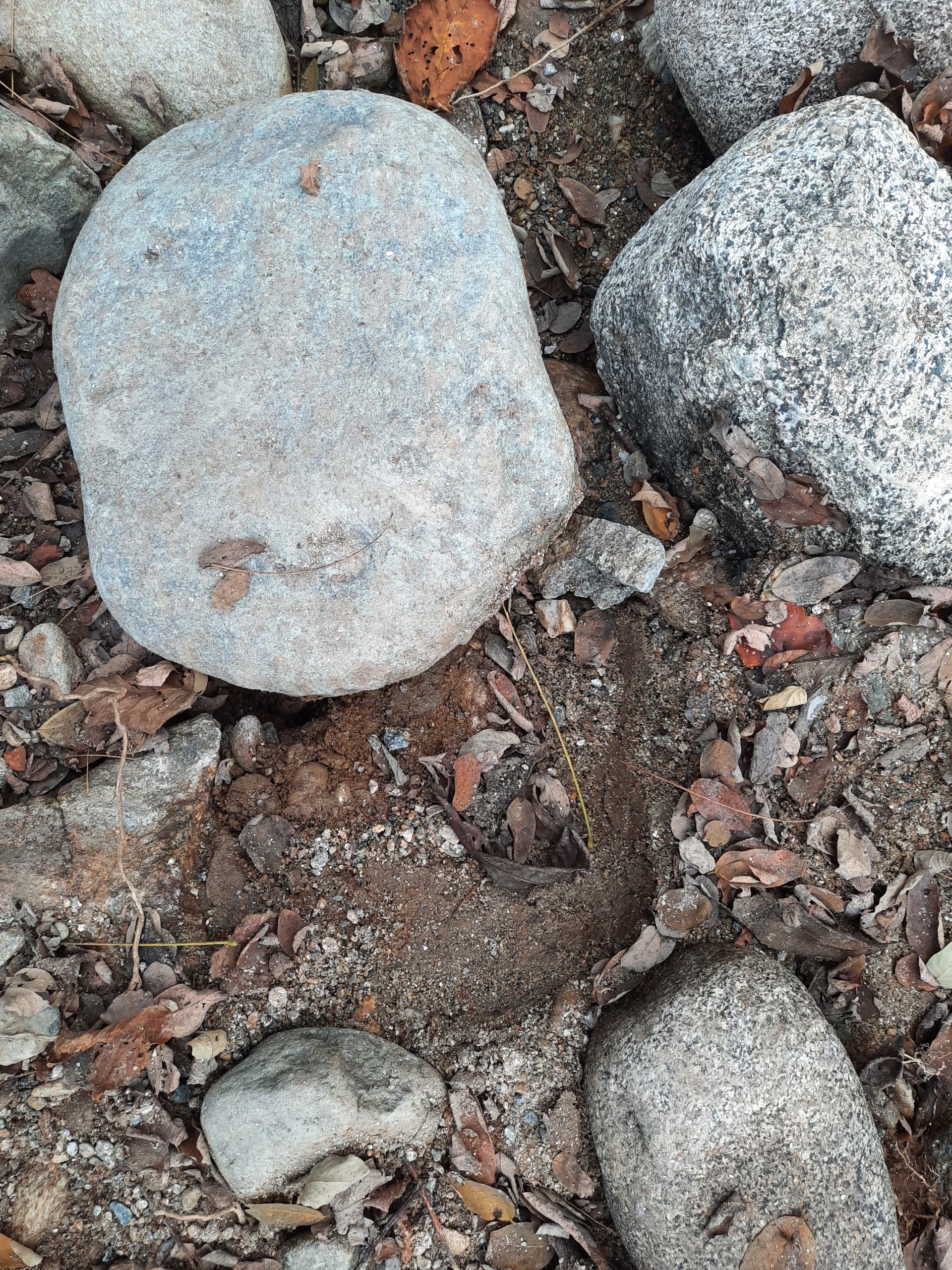 How To Move Undetected In The Woods - Survival Dispatch