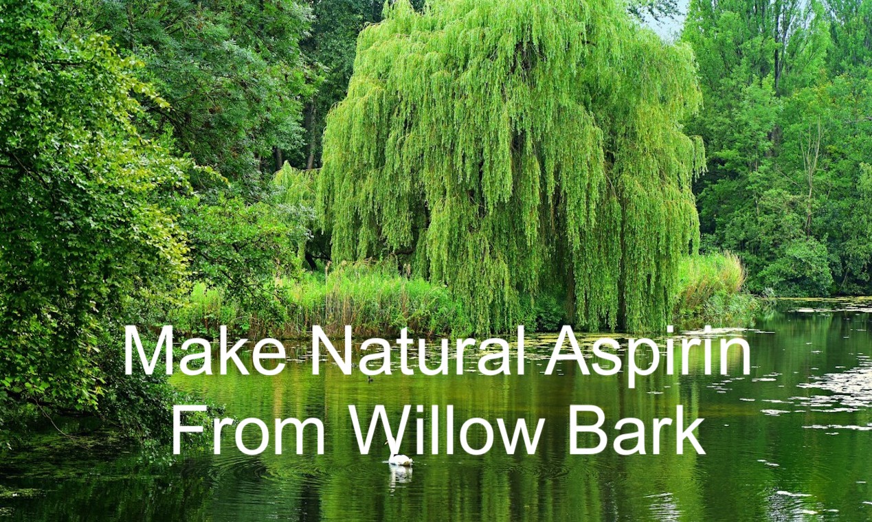 How to get natural aspirin from the woods - Survival Dispatch