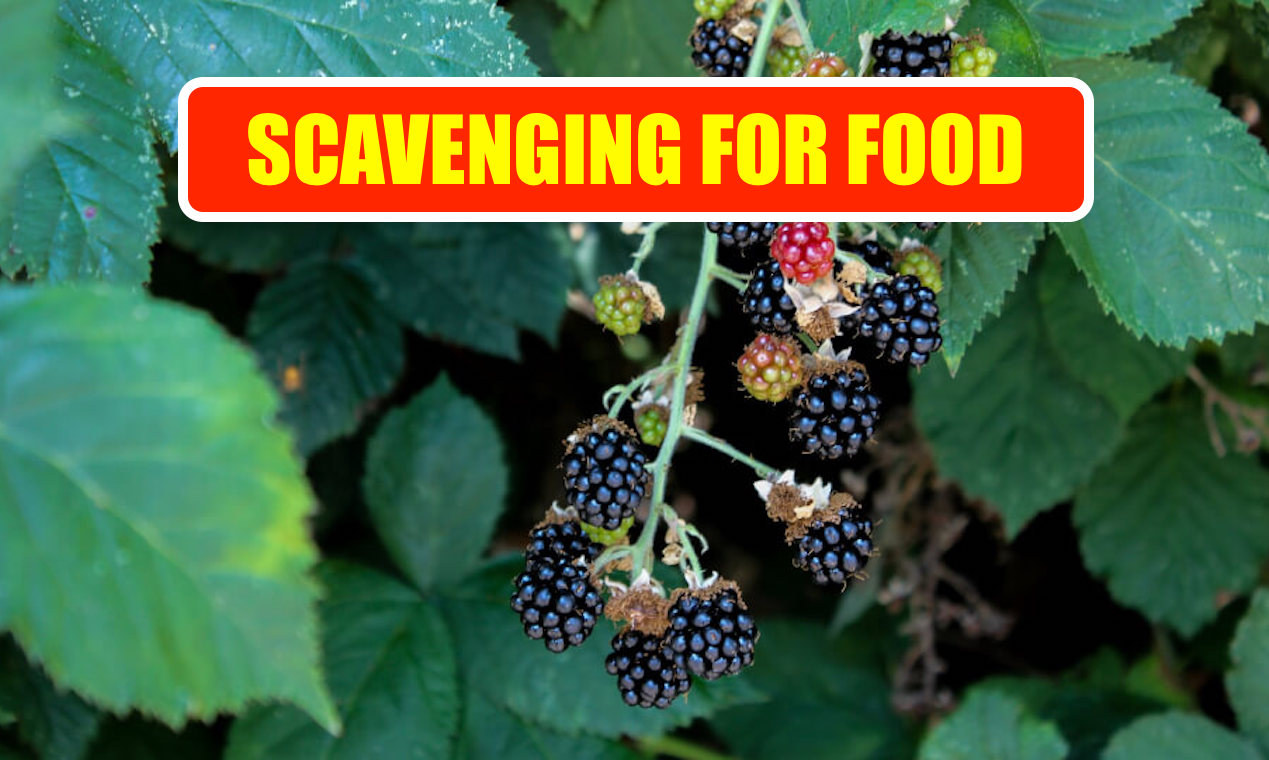 How to Scavenge for Nutrient-Dense Food - Survival Dispatch