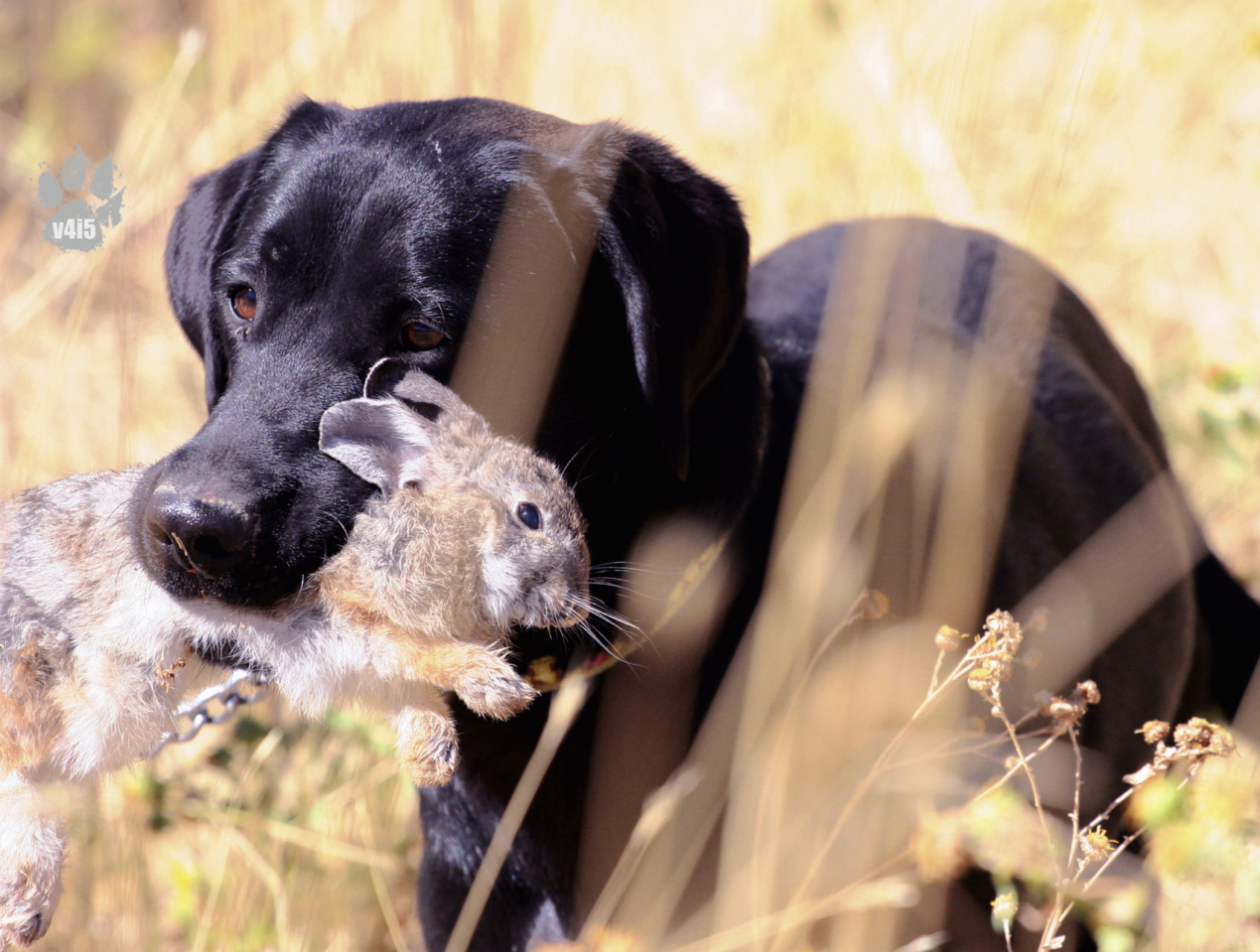 Repurposing Pets - Survival Dispatch