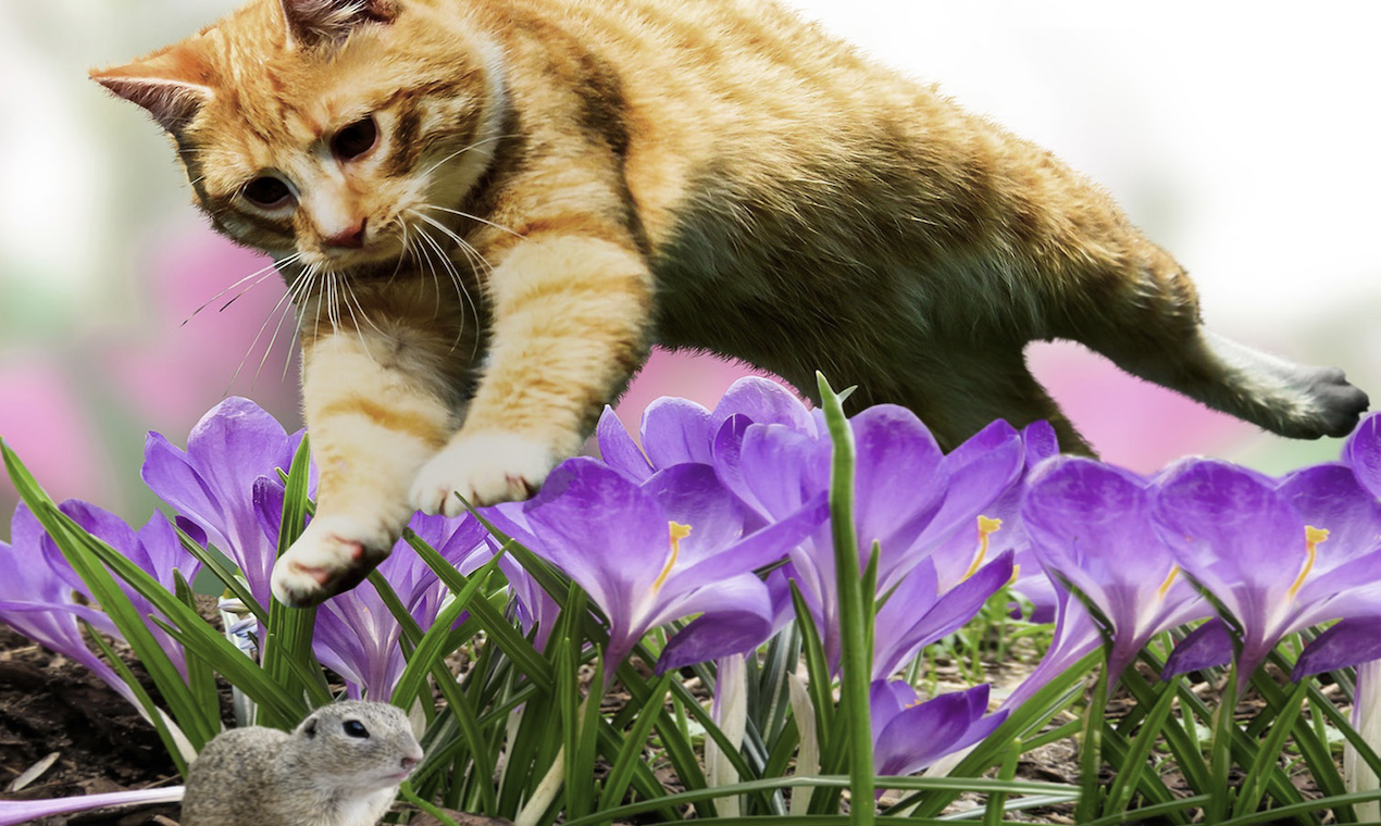 Repurposing Pets - Survival Dispatch