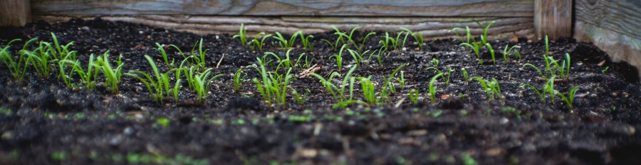 8 Tips to Build a Successful Garden - Survival Dispatch