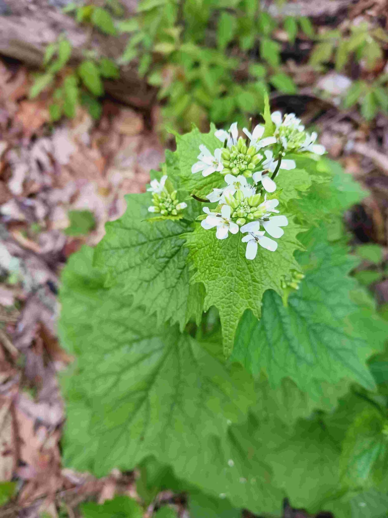 Spring Wild Edibles are Here! - Survival Dispatch