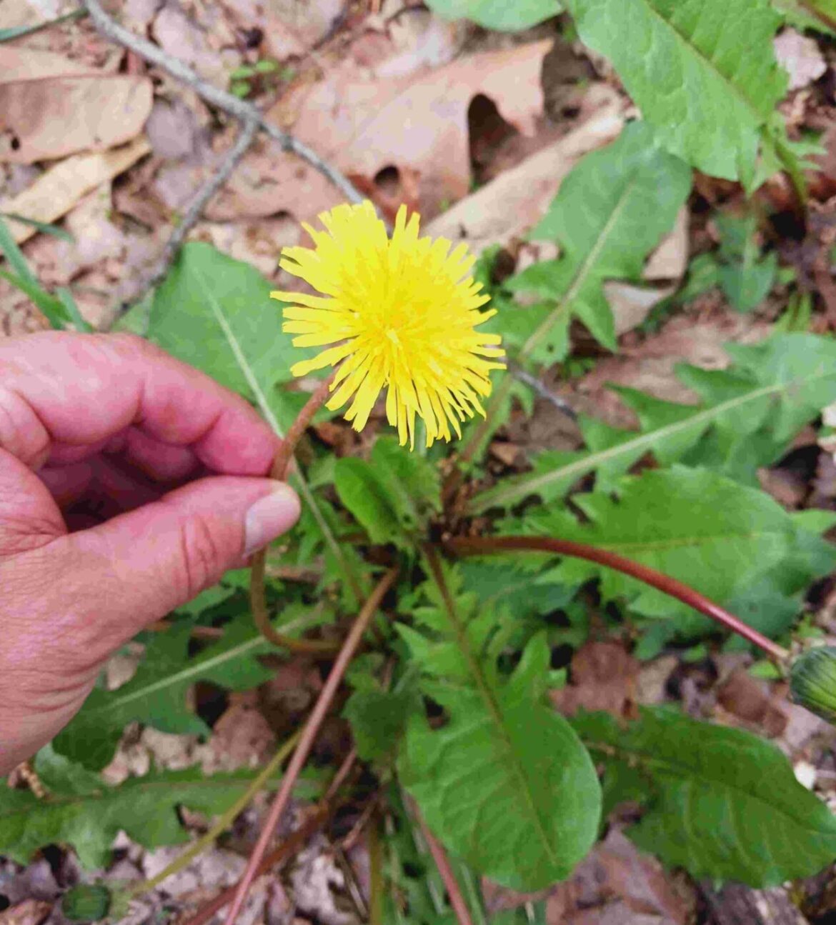 Spring Wild Edibles are Here! - Survival Dispatch