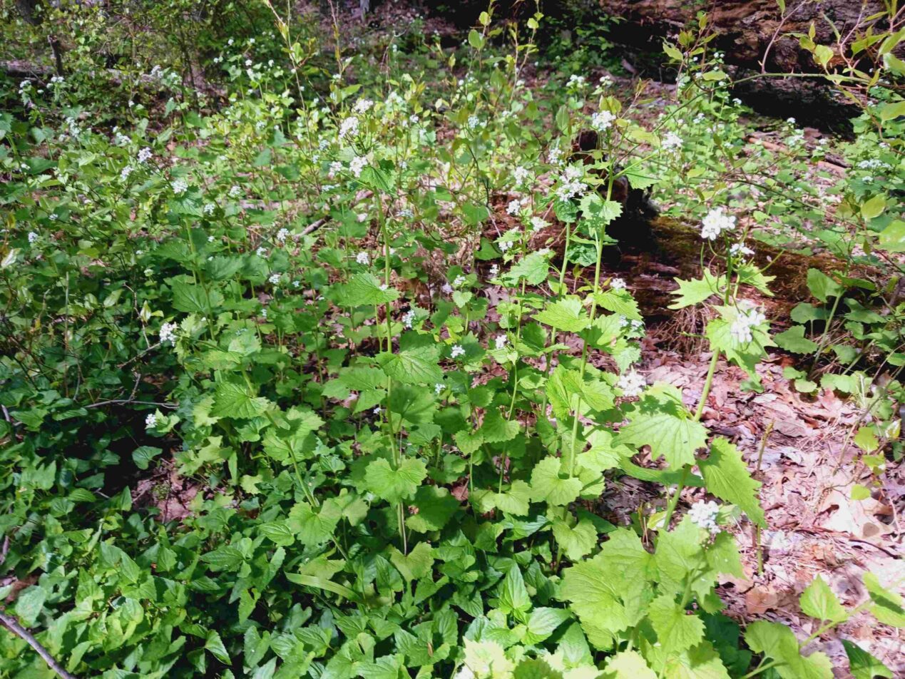 Spring Wild Edibles are Here! - Survival Dispatch