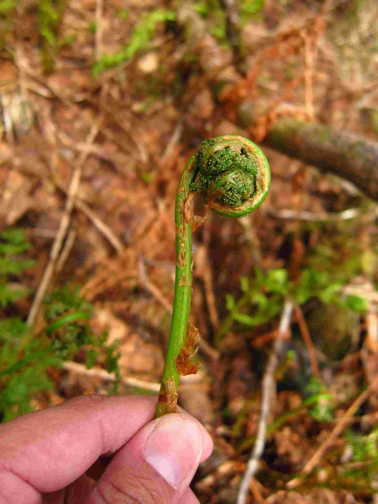 Spring Wild Edibles are Here! - Survival Dispatch