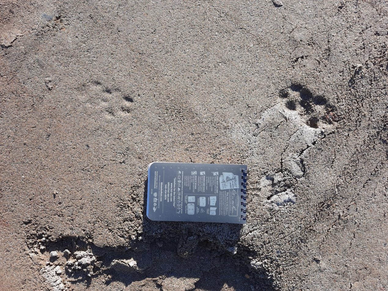 Basic Tracking Skills to Hunt Small Game - Survival Dispatch