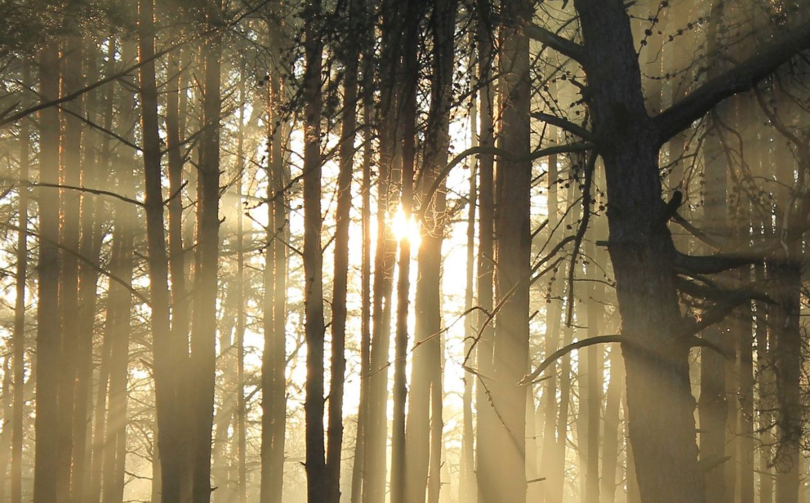 Statistics of Getting Lost and Found - Survival Dispatch