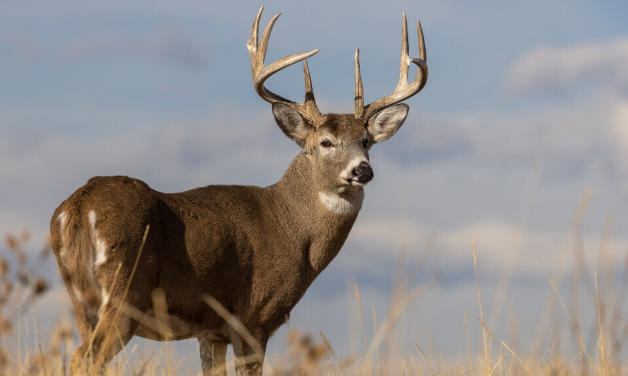 Using Every Piece of the Deer: 5 Ways to Savor Your Game - Survival ...