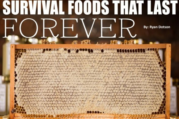 7 of the Easiest Foods You Can Find in Eastern Forests - Survival Dispatch