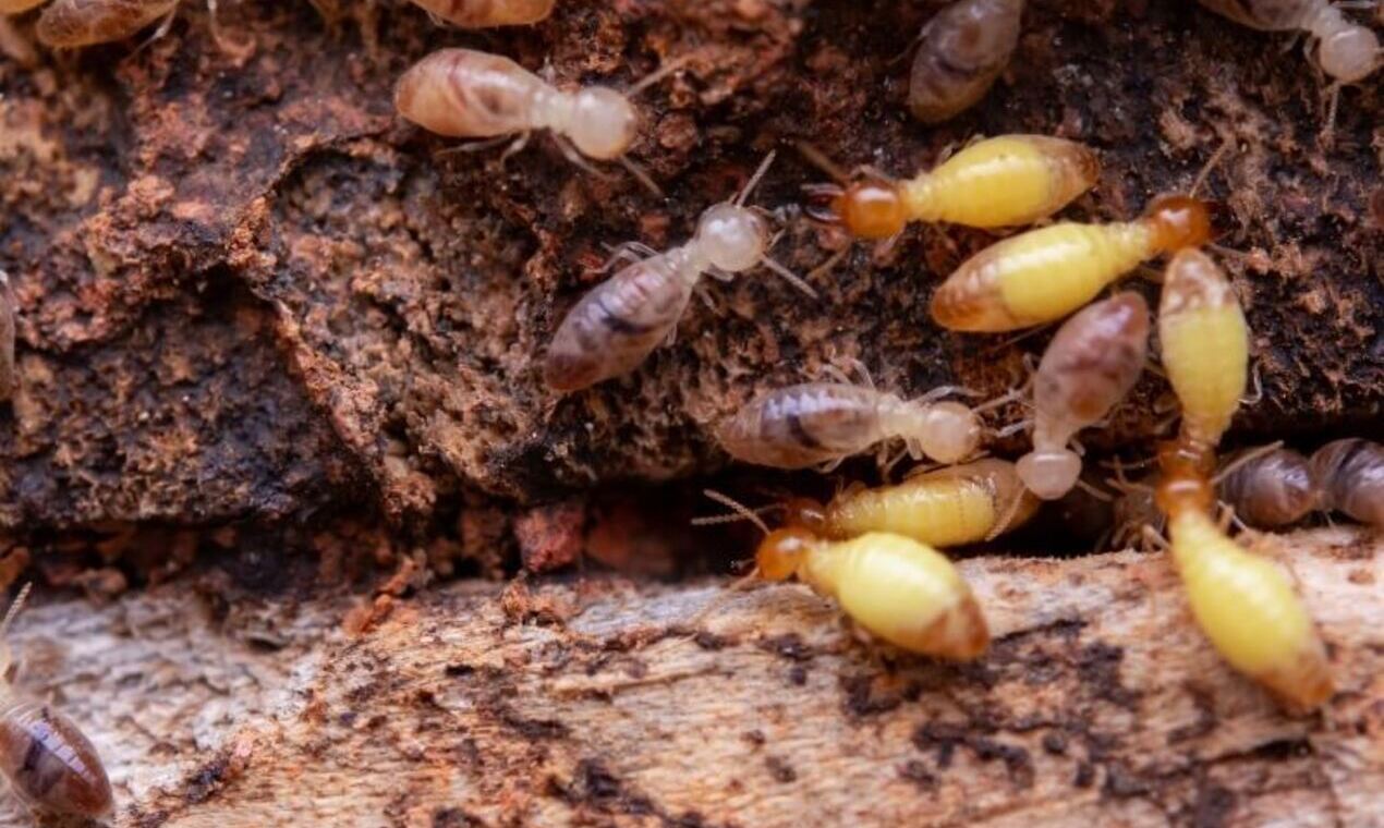 5 Most Hazardous Pests and How Survivalists Can Squash Them - Survival ...