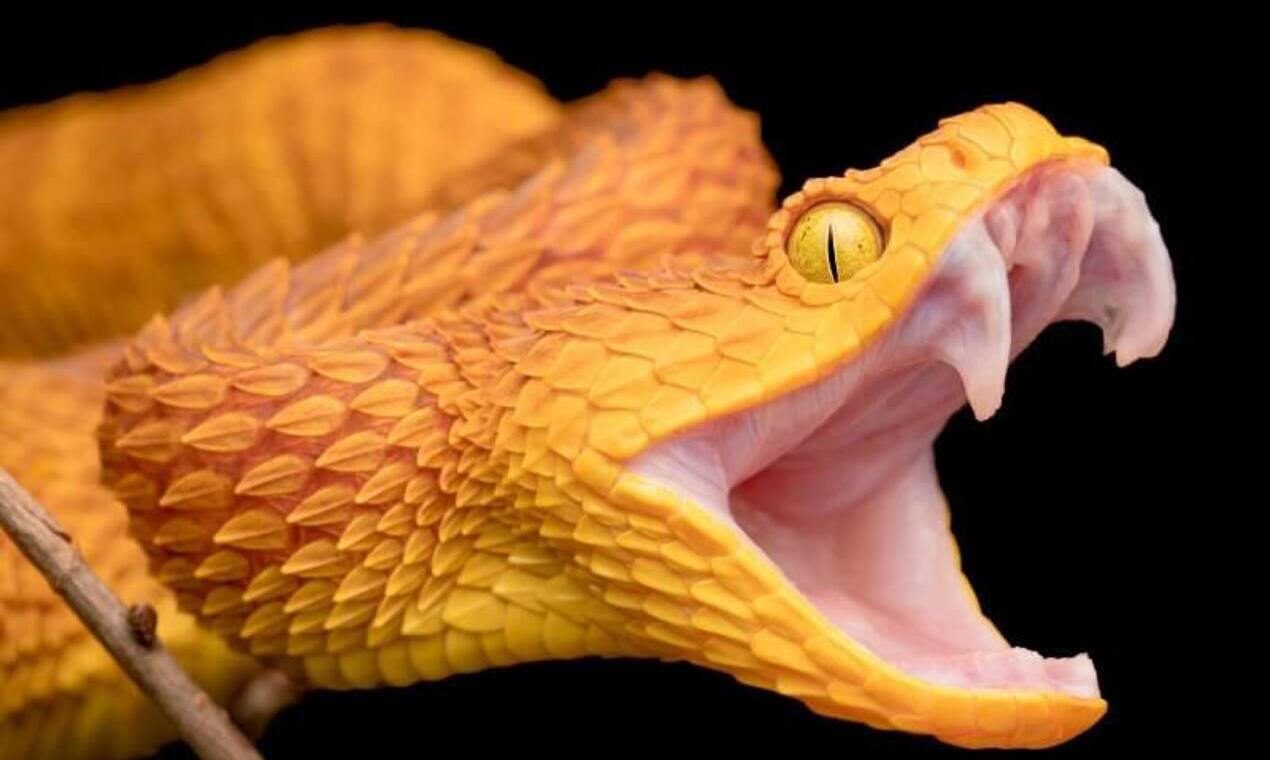 Toxic Wildlife: How to Use Their Colors to Avoid Them - Survival Dispatch