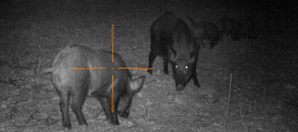 Skills for Hunting at Night - Survival Dispatch