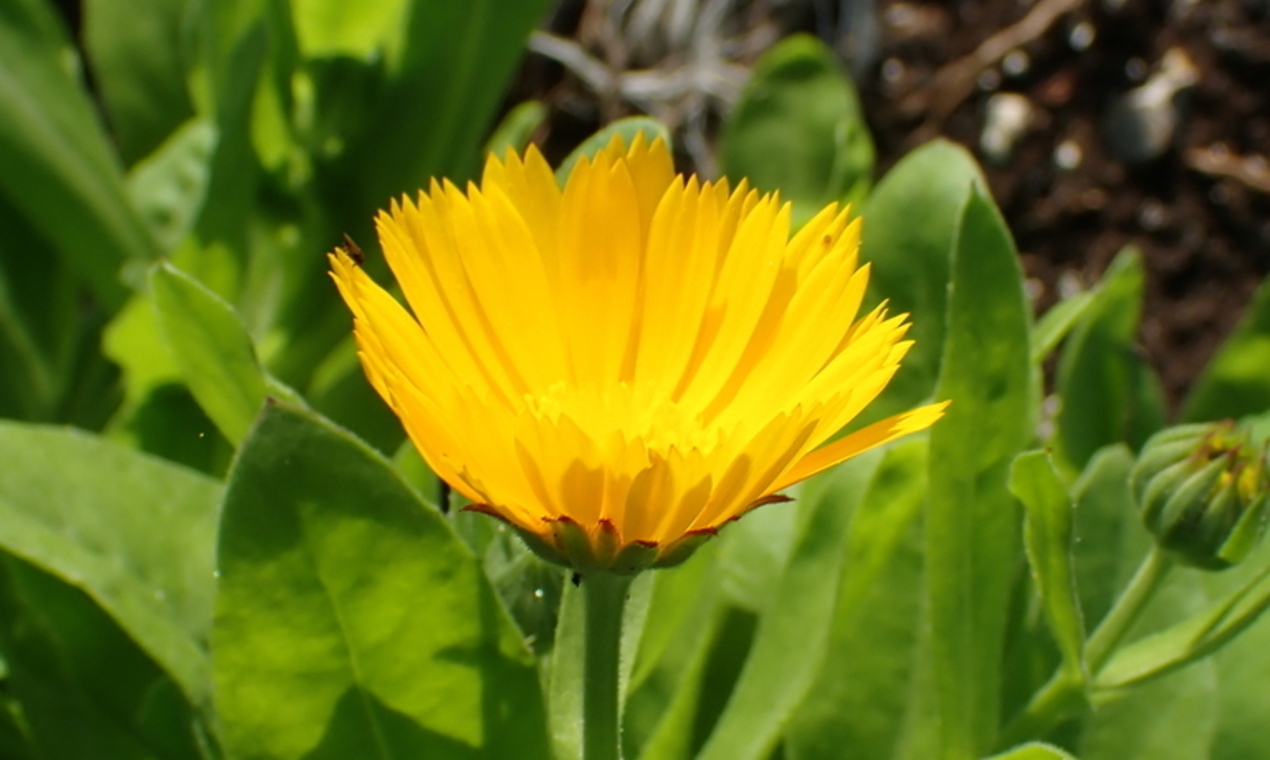 Herbs for First Aid: 5 Common Plants to Help You Survive - Survival ...