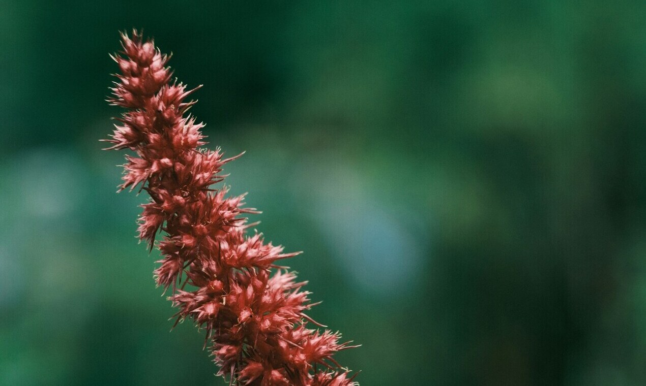 Plant Parts You Need to Know for Wild Foraging - Survival Dispatch