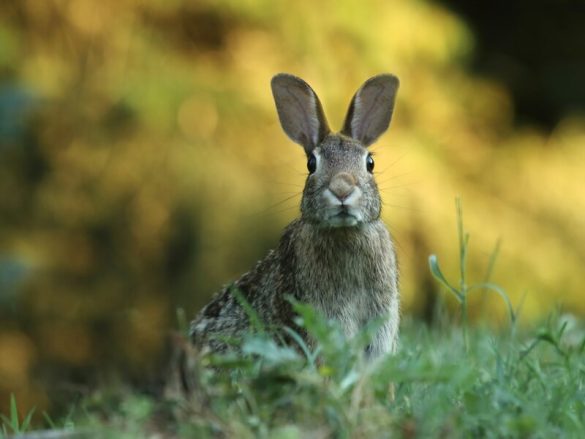 Summer Safety: Recognizing and Avoiding 15 Wildlife Threats - Survival ...